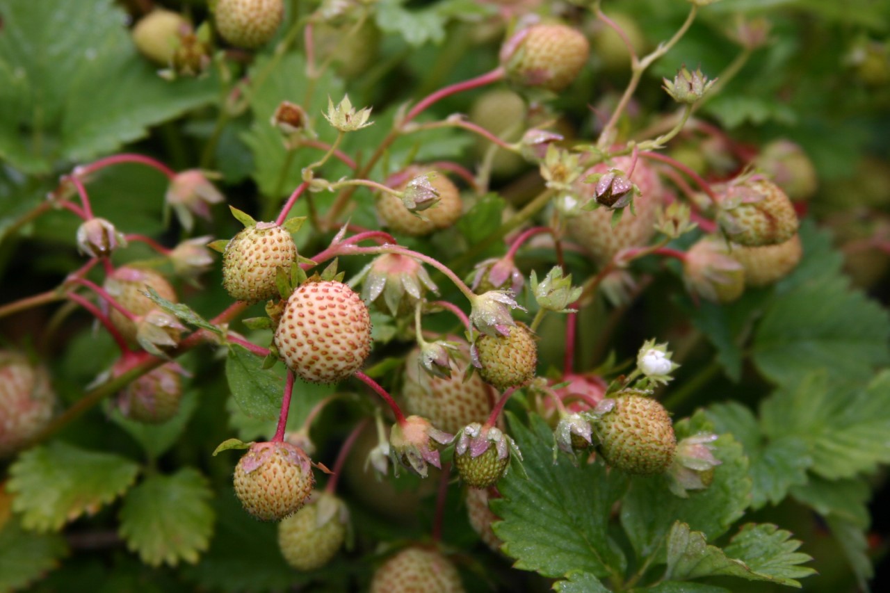 Fragaria ananassa 'Elsanta' | FRAELSAN