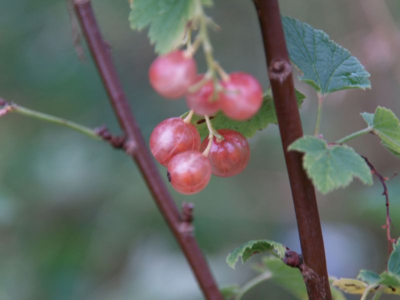 Ribes rubrum 'Pink Champagne' : C2 : 15-30 | 15-30cm C2 | RIRPCHAM_C2_15-30