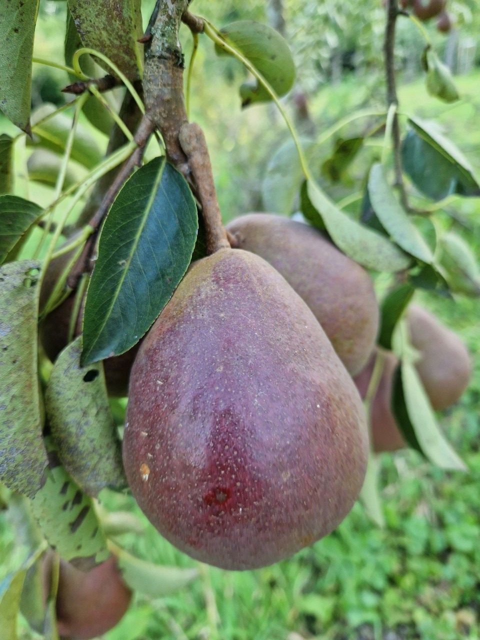 Pyrus communis 'Rode Williams' : C3 : 30-60 : onderstam Pyrus communis ...