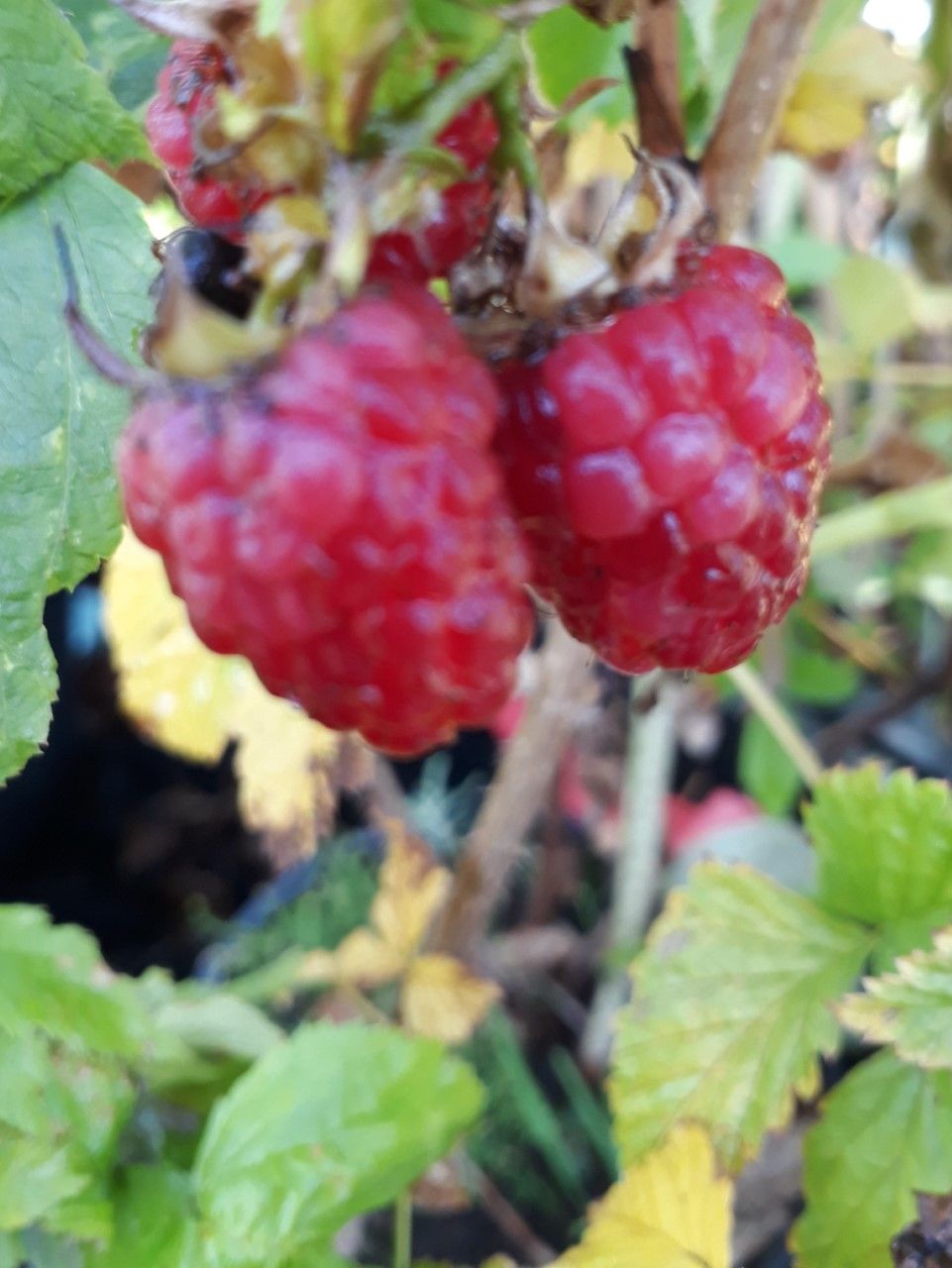 Rubus idaeus 'Tulameen' : W : 30-60 | 30-60cm W | RUITULAM_W_30-60
