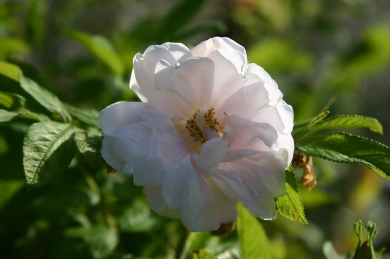 Rosa (R) Snow Pavement : C1.5 : 30-60 | 30-60cm C1.5 | ROSSPAVE_C1.5_30-60